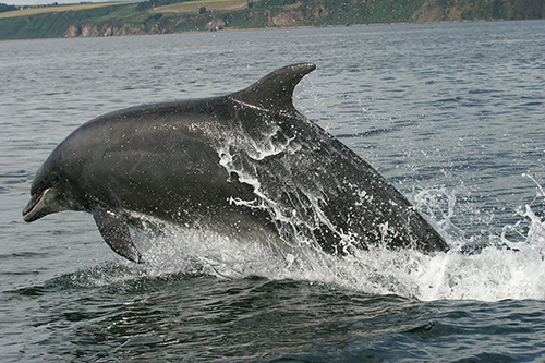 bottlenose-dolphin_Web | Good Nature Travel Blog