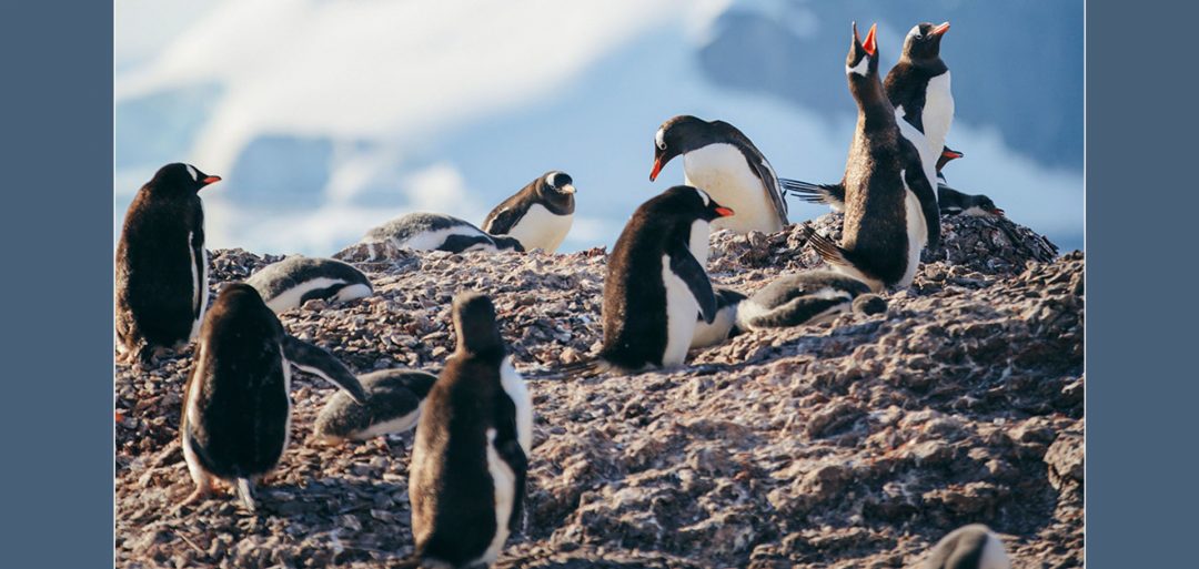 Gentoo-Penguins-CROP-fin_Web | Good Nature Travel Blog
