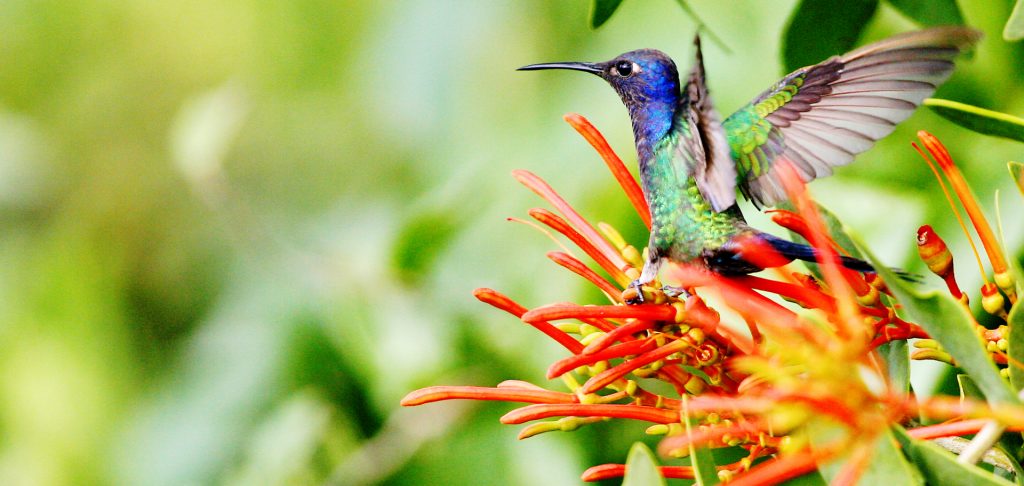 Brazil-Hummingbird-swallow-tailed_Cassiano-Zaparoli-CROP_Web | Good ...