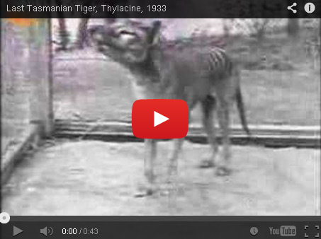 Tasmanian-Tiger | Good Nature Travel Blog