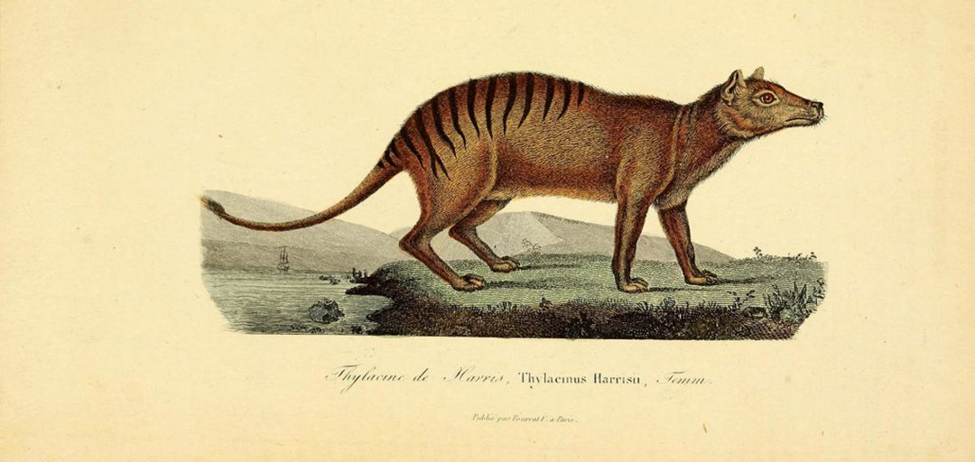Tasmanian-Tiger_Biodiversity-Heritage-Library-CROP_Web | Good Nature ...
