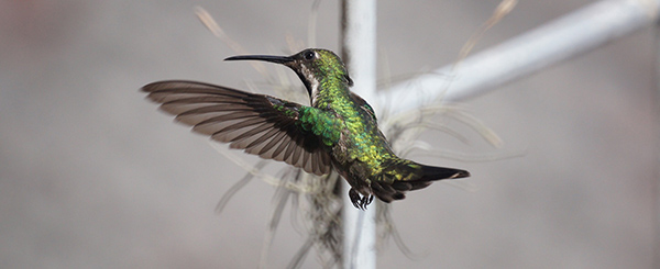 hummingbird-flying_Web | Good Nature Travel Blog