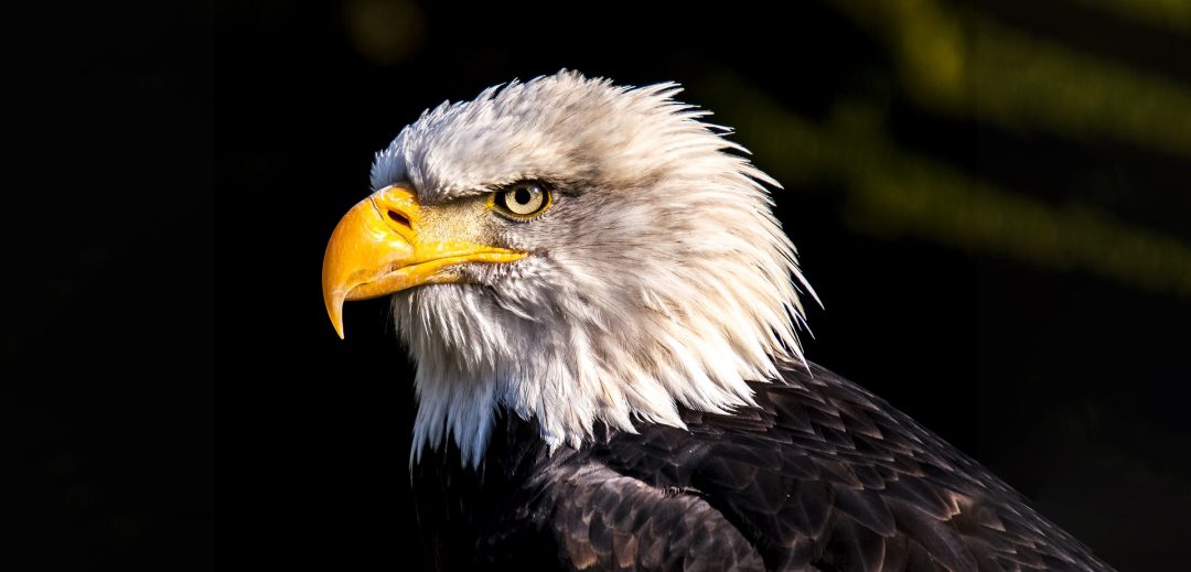 Bald-Eagle-Beak-CROP_Web | Good Nature Travel Blog