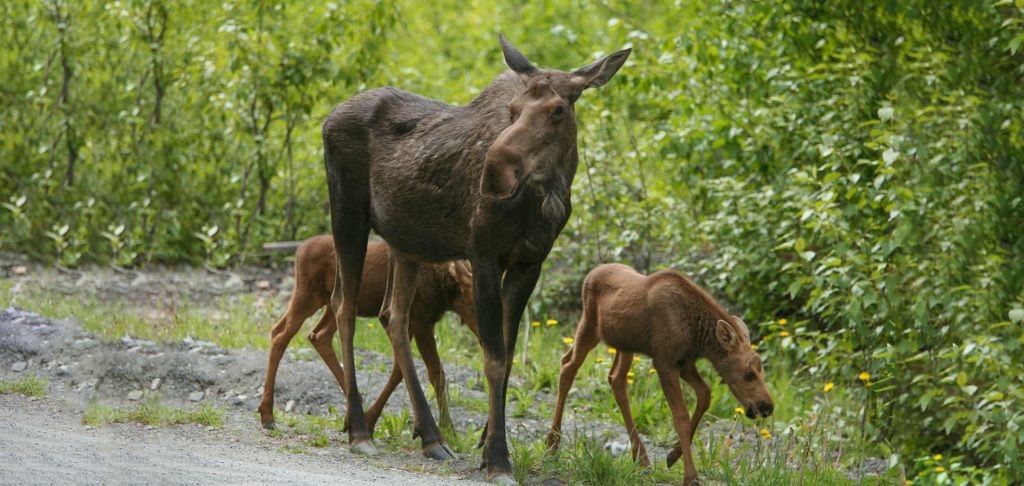E-Rock_Moose-fin_Web | Good Nature Travel Blog