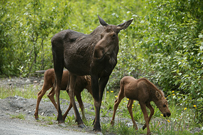 E-Rock_Moose_Web | Good Nature Travel Blog