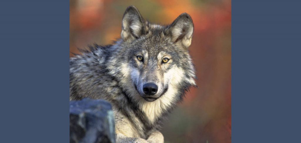 USFWS-Wolf-fin_Web | Good Nature Travel Blog