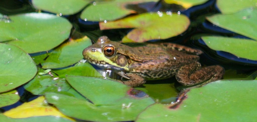 frog-CROP_Web | Good Nature Travel Blog