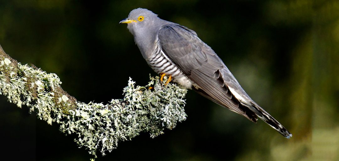 Cuckoo_Common_Luiz-Lapa_flickr-CROP_Web | Good Nature Travel Blog