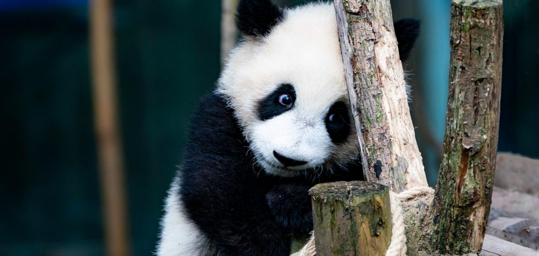Panda Cub_Brad Josephs CROP_Web | Good Nature Travel Blog