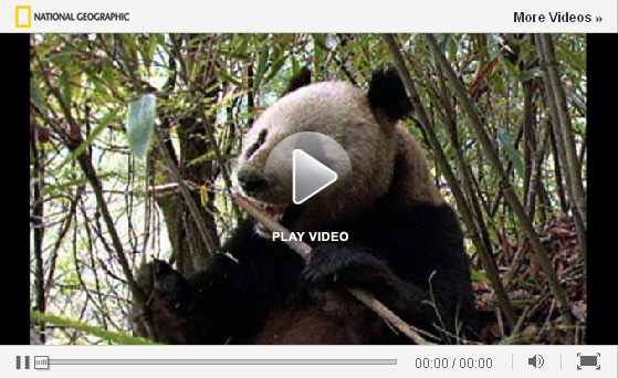 Rare-Panda-Footage-Video | Good Nature Travel Blog