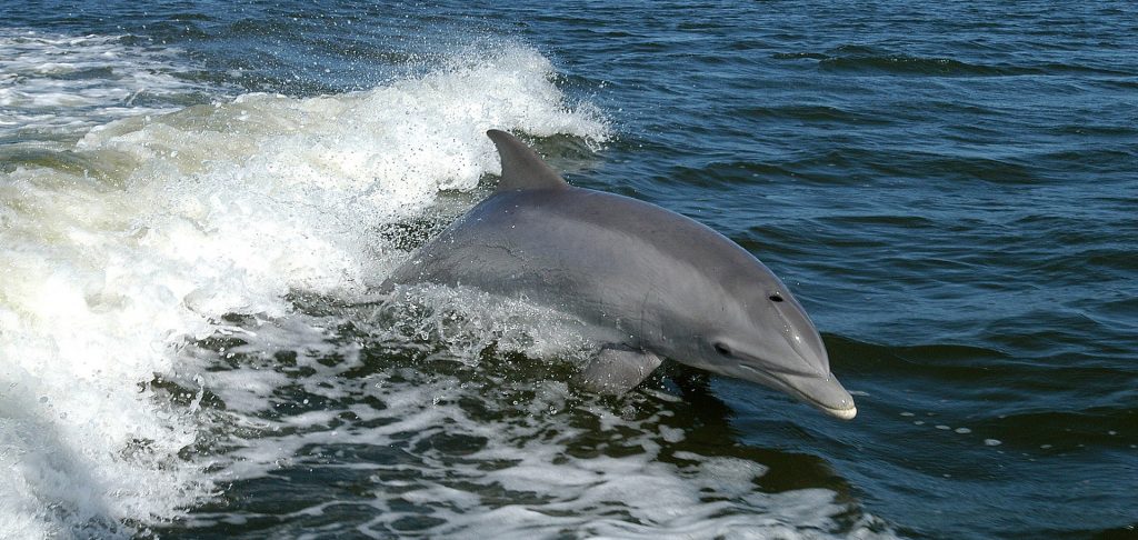 bottlenose-dolphin-CROP_Web | Good Nature Travel Blog