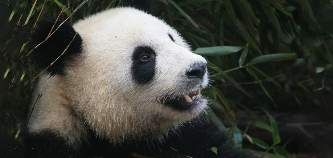 panda-teeth-CROP_Web | Good Nature Travel Blog