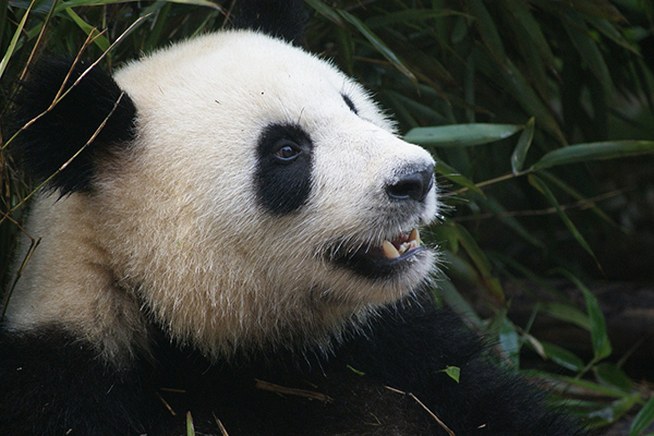 panda-teeth_Web | Good Nature Travel Blog