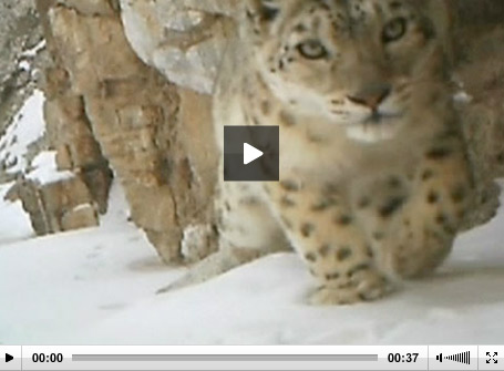 Snow-Leopard-Footage-Video | Good Nature Travel Blog