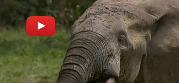 Clear-Elephant-Face-2RedArrow_Web | Good Nature Travel Blog