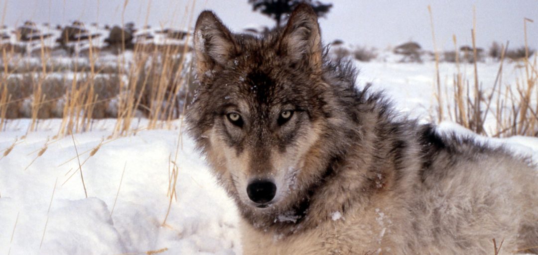 Wolf_NPS_Public-Domain-CROP_Web | Good Nature Travel Blog