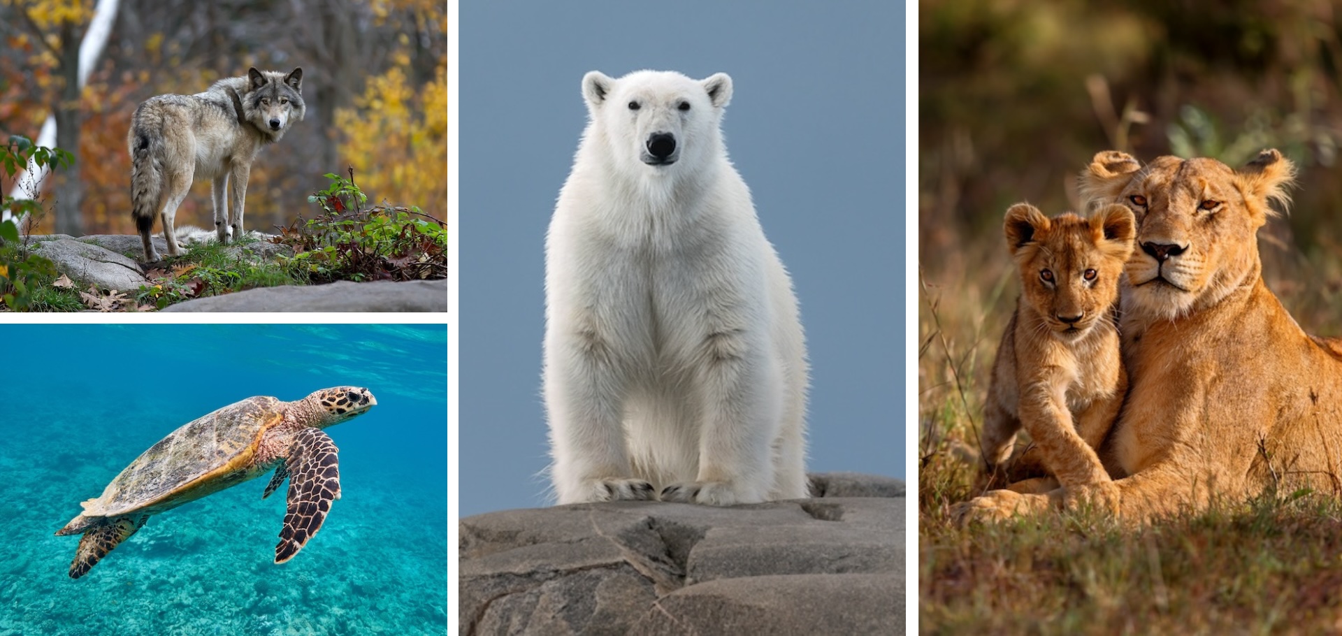 Happy National Wildlife Day! September 4 & February 22