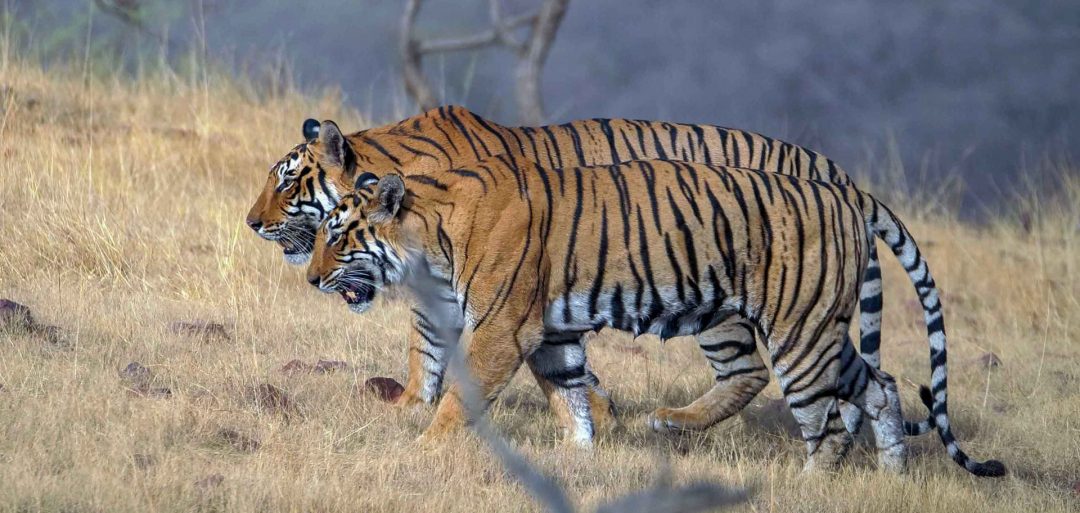 Tigers 6_Surya Ramachandran fin_Web | Good Nature Travel Blog