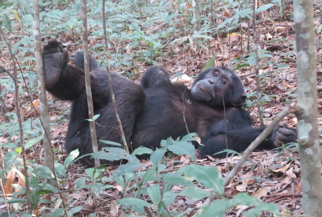 Chimpanzee with his feet up | Good Nature Travel Blog