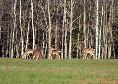 DeerHerd_Web | Good Nature Travel Blog