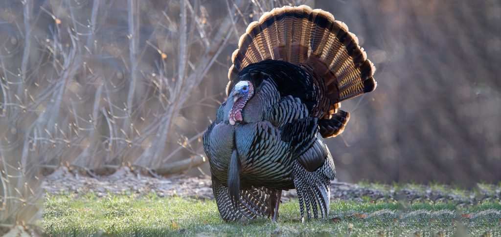 Turkey Crop 2_Web | Good Nature Travel Blog