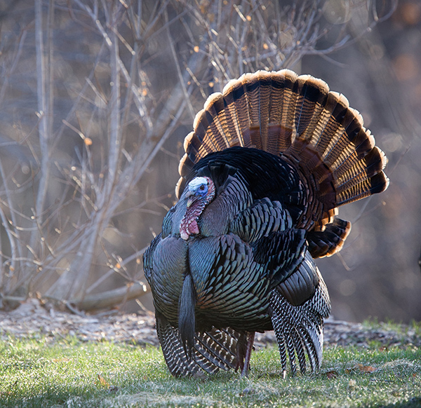 Turkey-Crop_Web | Good Nature Travel Blog