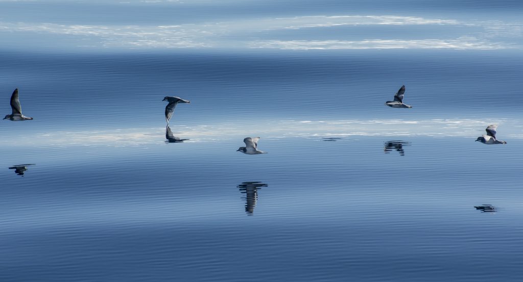 Drake Passage | Good Nature Travel Blog