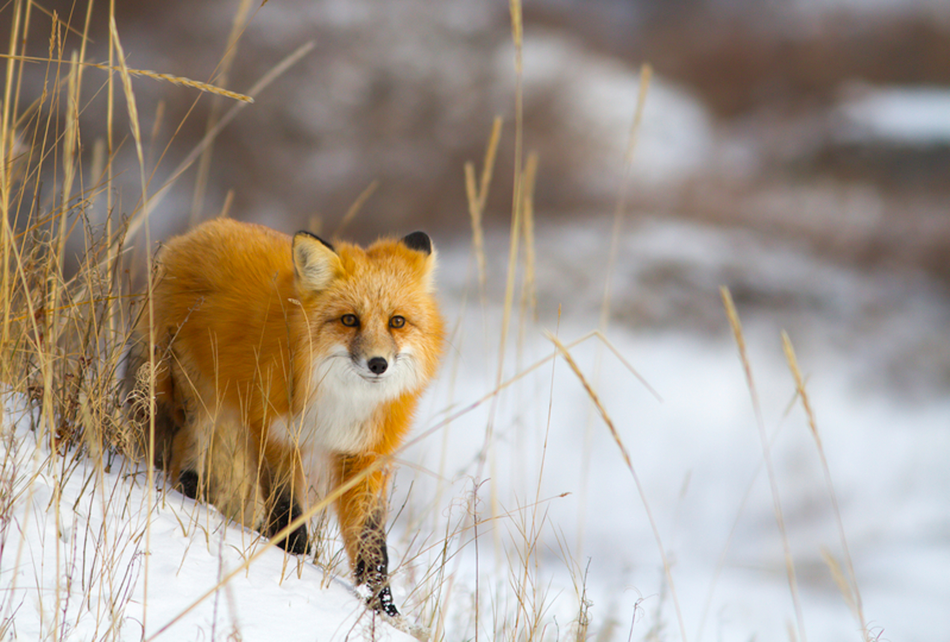 Video: A Hunting Red Fox Demonstrates His Scientific Method