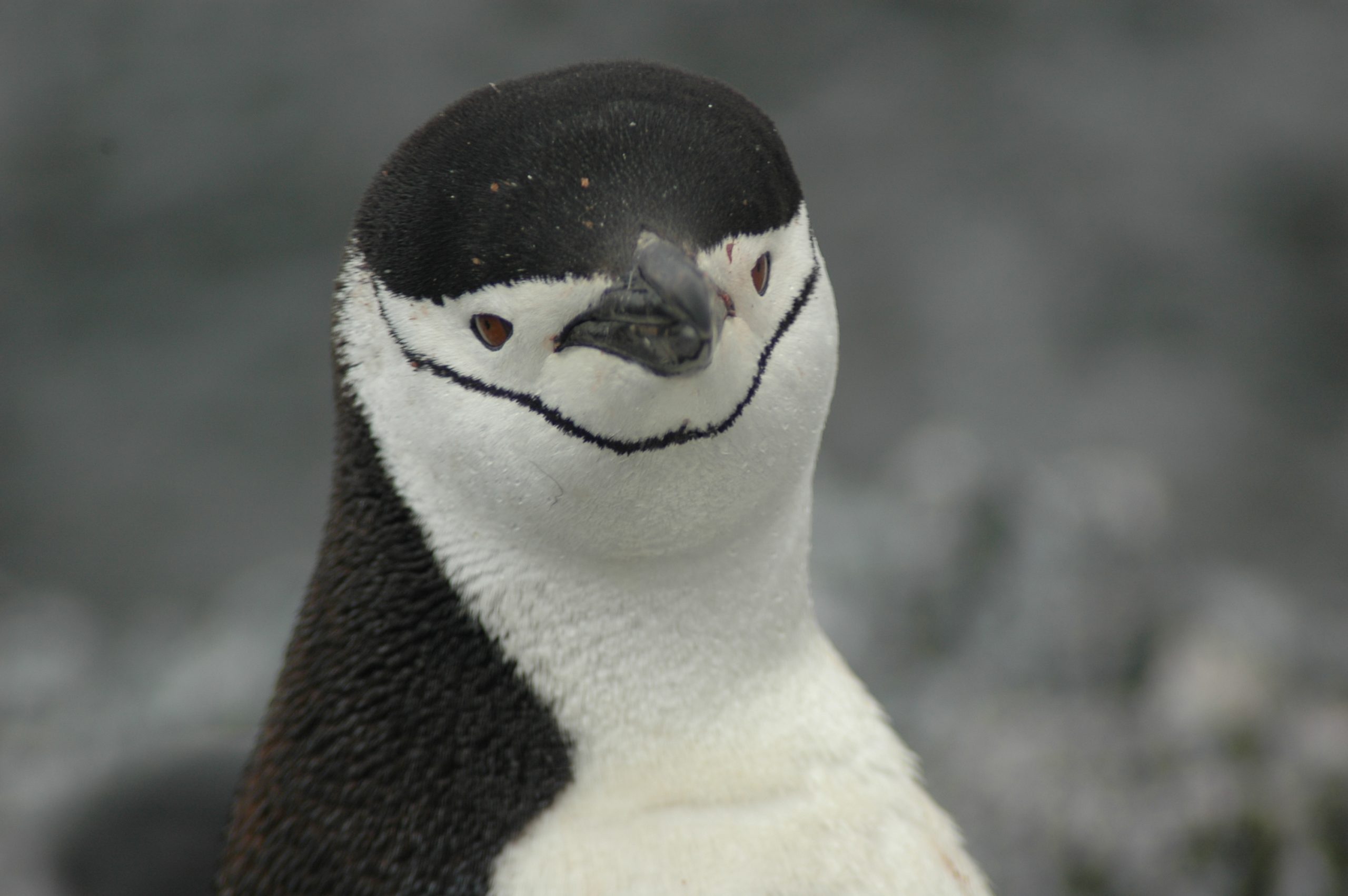 Chinstrap_(C)_Matt_Goddard | Good Nature Travel Blog