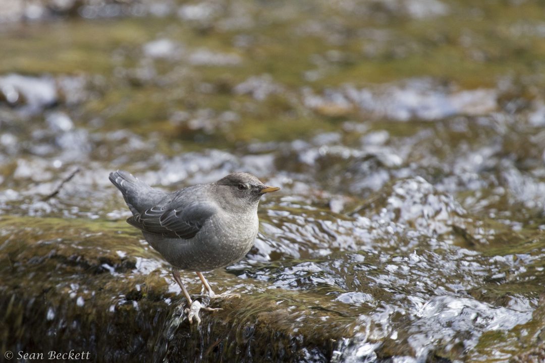 American Dipper | Good Nature Travel Blog