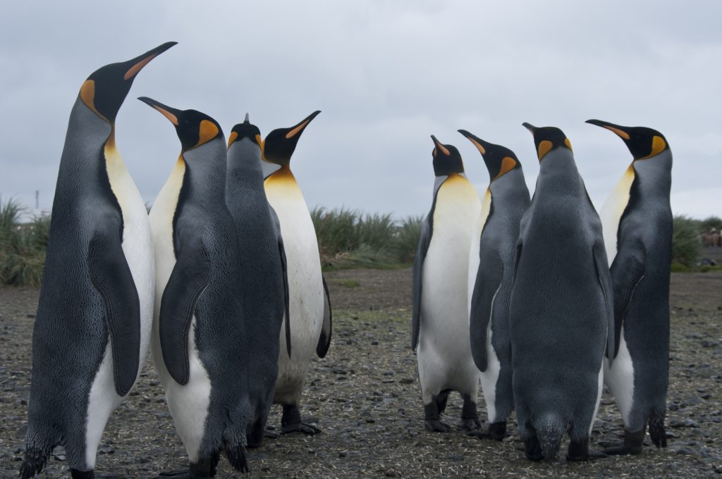 King penguins of the Falkland Islands | Good Nature Travel Blog