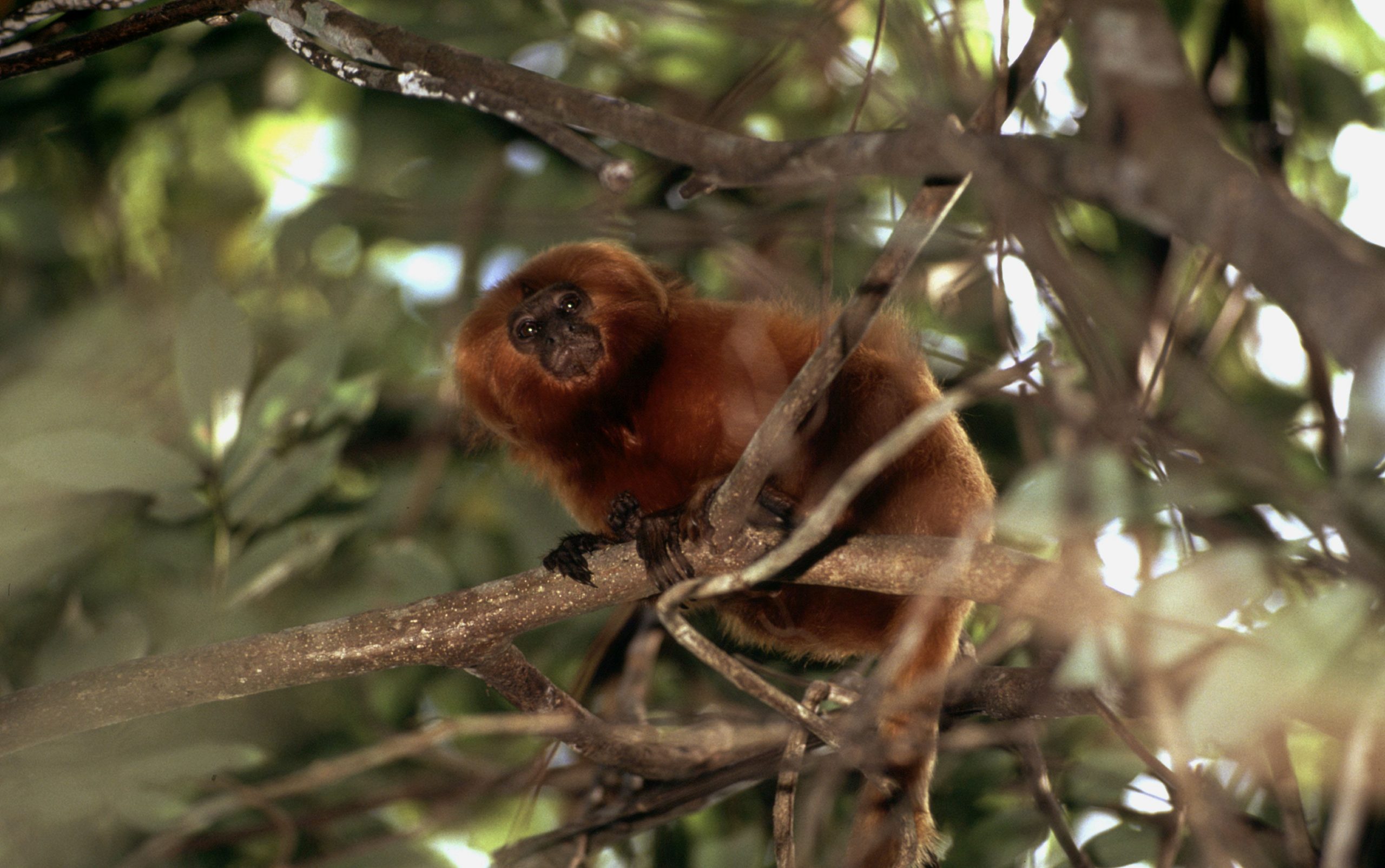 Golden lion tamarin (Leontopithecus rosalia); Poço das Antas Biological ...