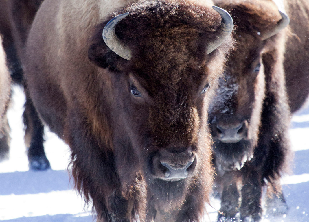 Bison | Good Nature Travel Blog