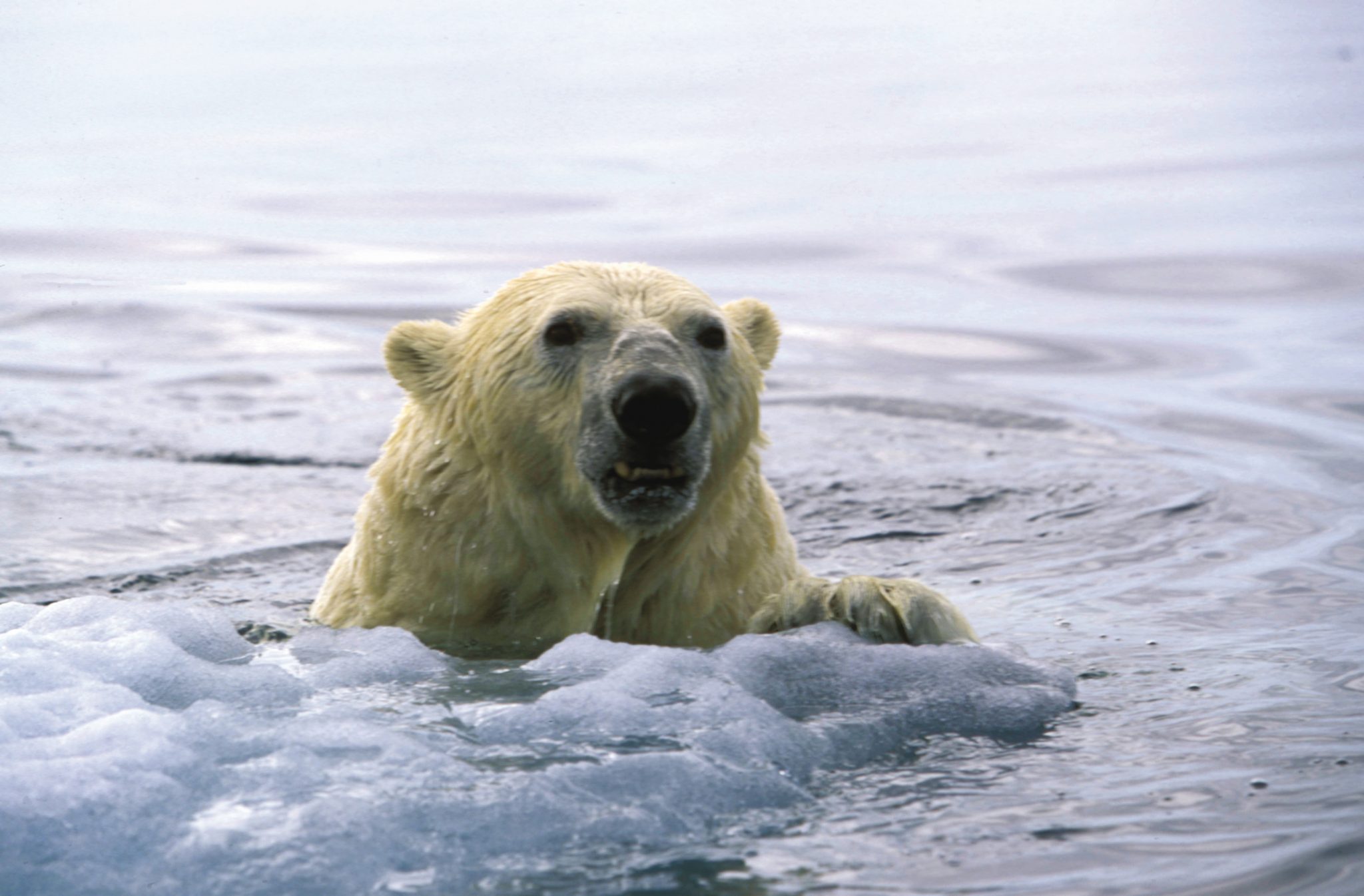 Polar bear, Canada | Good Nature Travel Blog