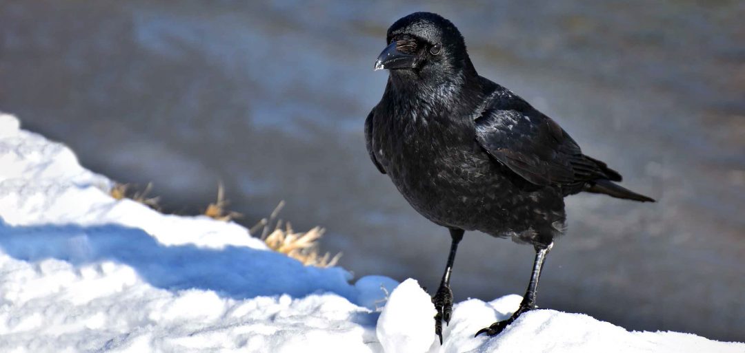 crow CROP_Web | Good Nature Travel Blog