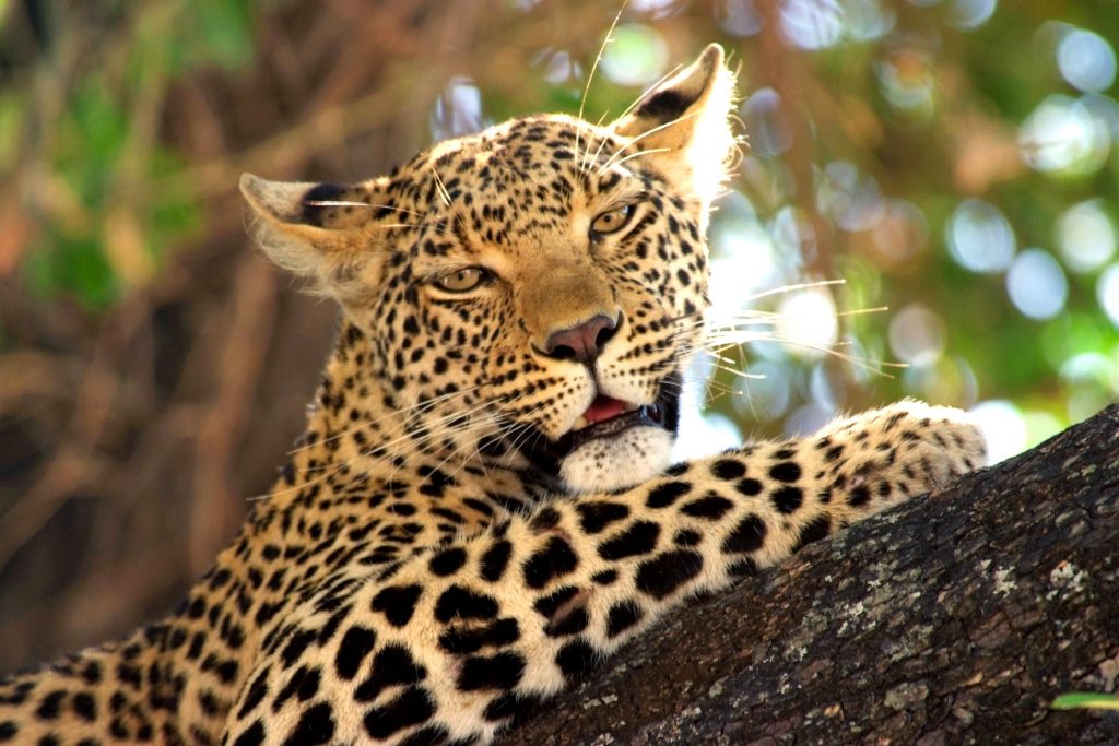 Kramer_Botswana_Leopard | Good Nature Travel Blog