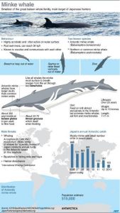 Whale Infographic | Good Nature Travel Blog