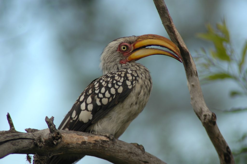 yellow-billed hornbill-ChitabeCamp_MarkHickey_NHA | Good Nature Travel Blog