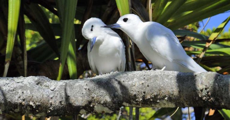 white terns | Good Nature Travel Blog