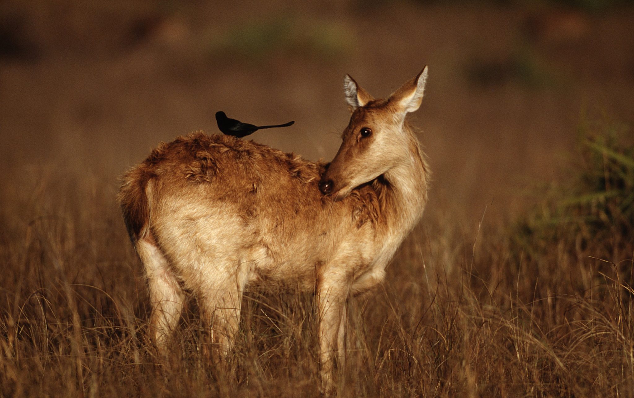 Upland barasingha deer (Cervus duvaucelii branderi); Kanha National ...