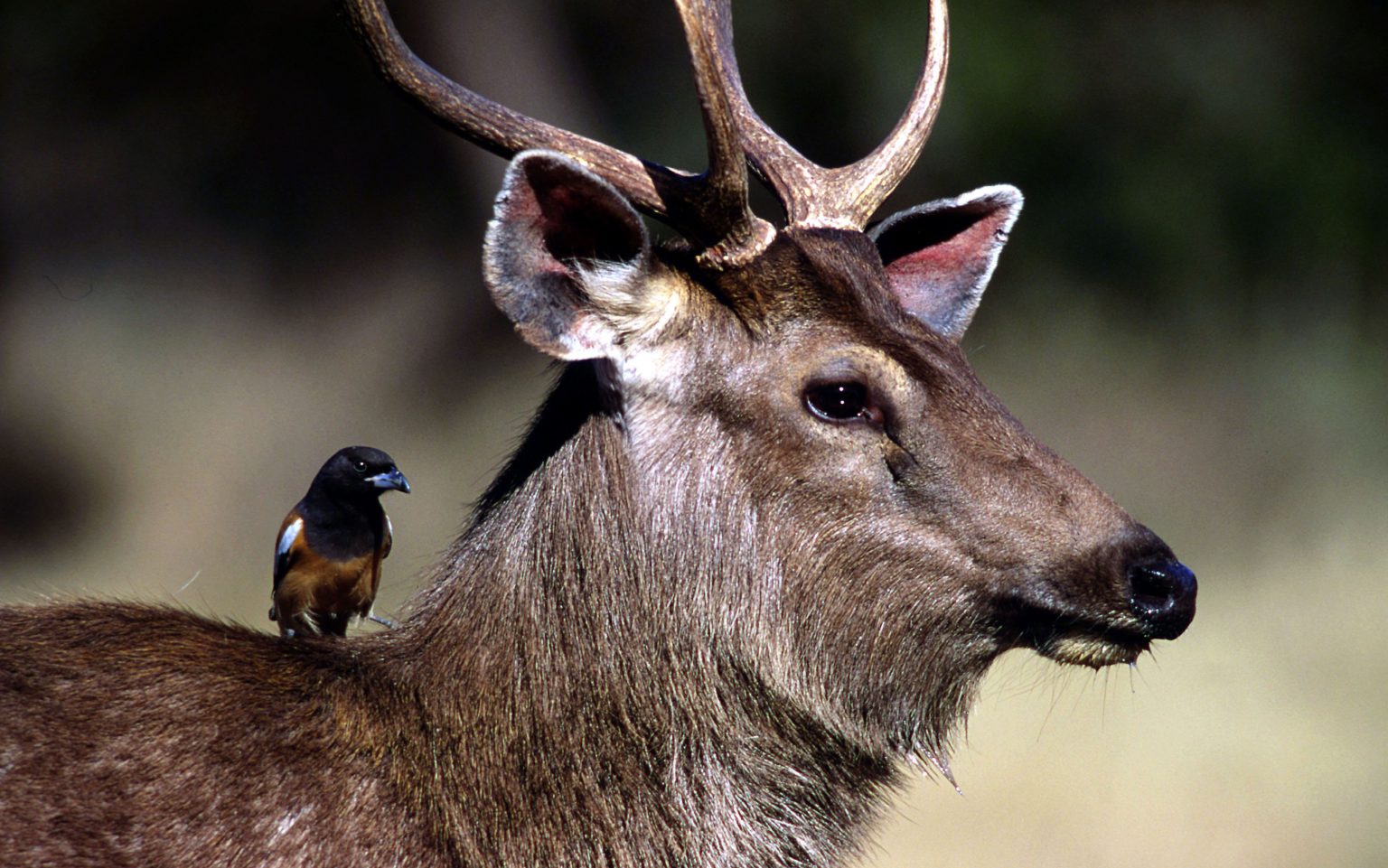 Sambar (Cervus unicolor); India | Good Nature Travel Blog