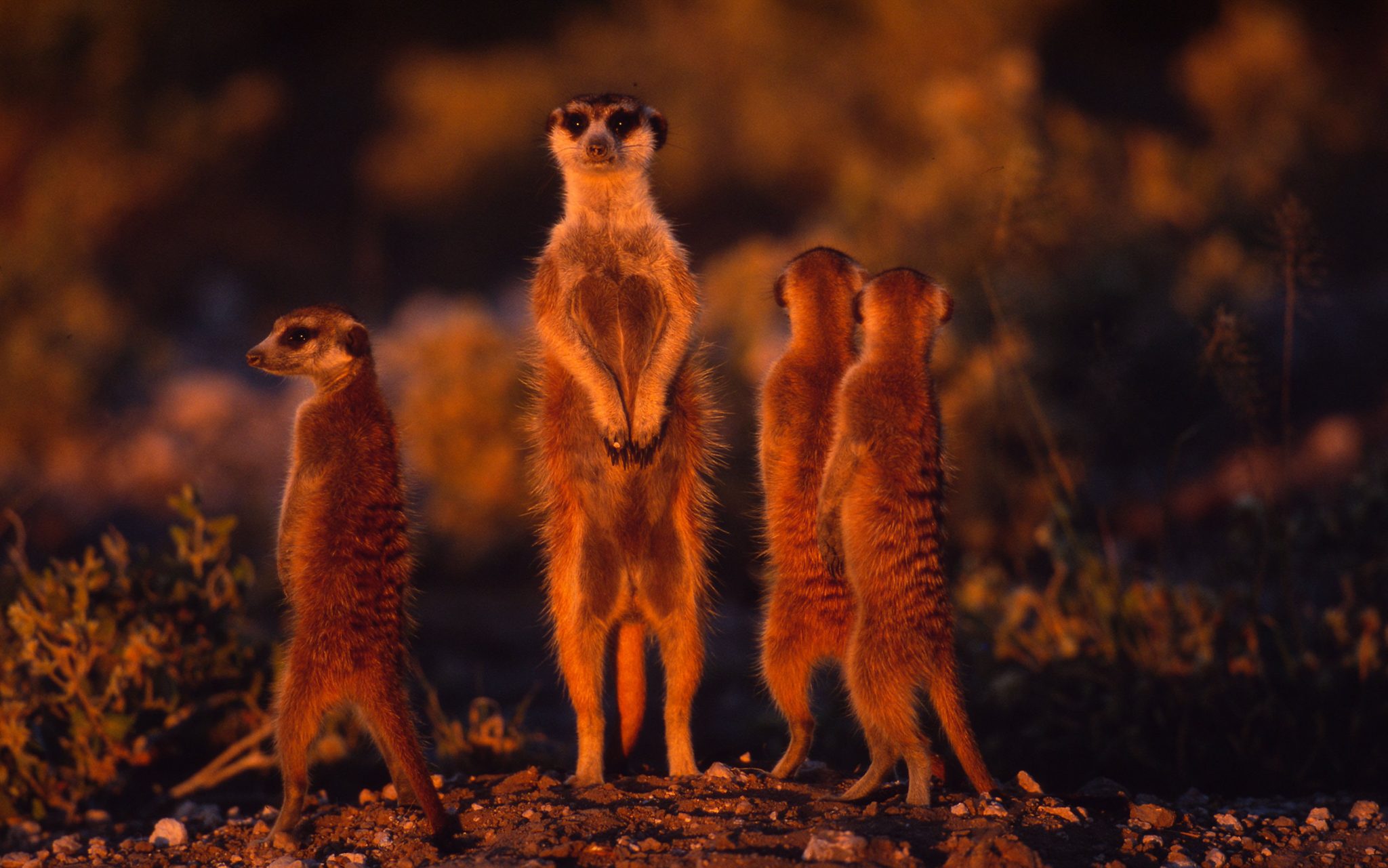 Meerkat or Suricate (Suricata suricatta) | Good Nature Travel Blog