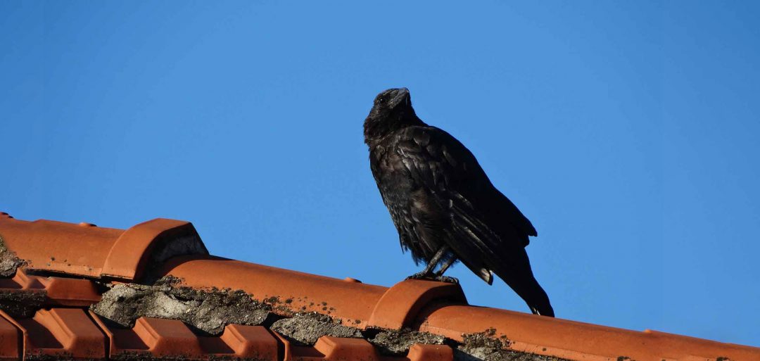 crow-on-roof-perfect-CROP_Web | Good Nature Travel Blog