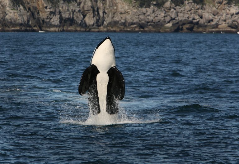 orca killer whale Eric Rock Alaska NHA | Good Nature Travel Blog