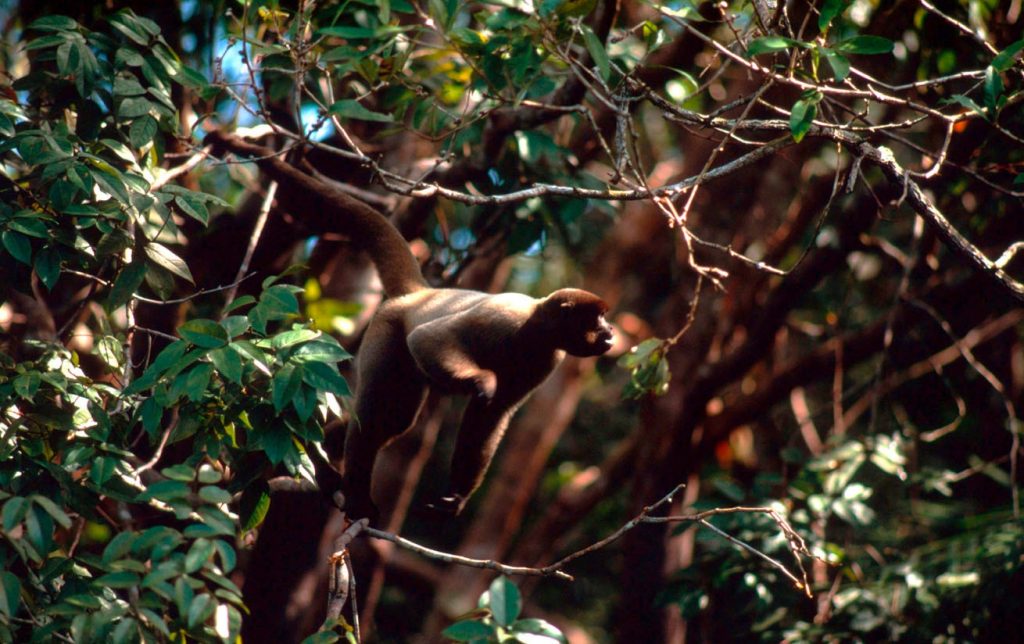spider monkey edward parker wwf canon | Good Nature Travel Blog