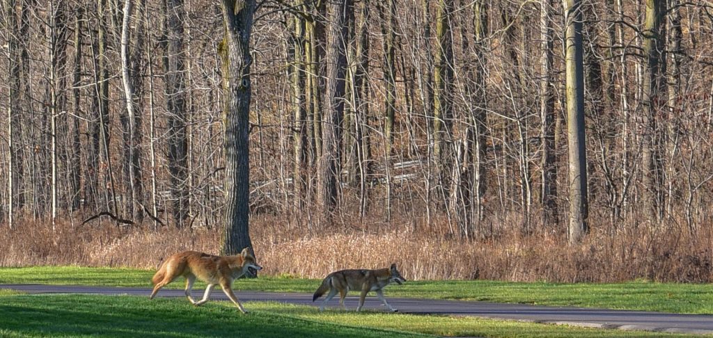 Coyotes_Ontario-Park_Michael-Hunter_flickr_CROP_Web | Good Nature ...