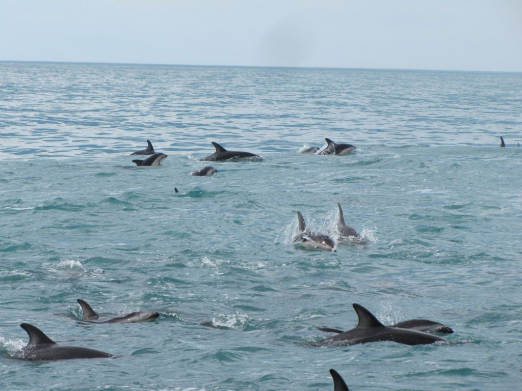 Dolphins | Good Nature Travel Blog