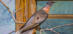 Passenger Pigeon_Tim Evanson_flickr-CROP_ Web | Good Nature Travel Blog
