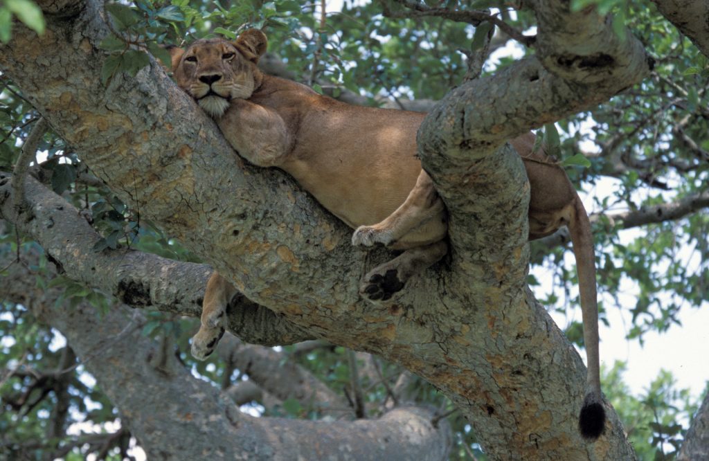 R-Field-Ishasha-lion-in-tree1 | Good Nature Travel Blog