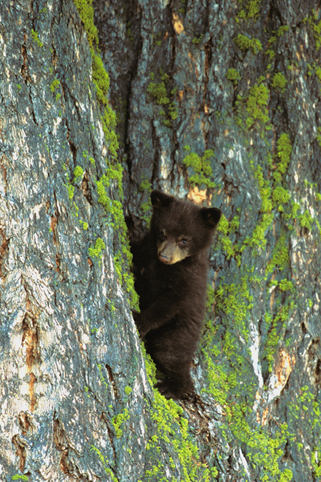 TreeHugger-Holdsworth_Web | Good Nature Travel Blog